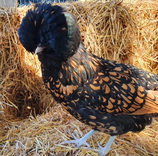 Gallery - pilling poultry